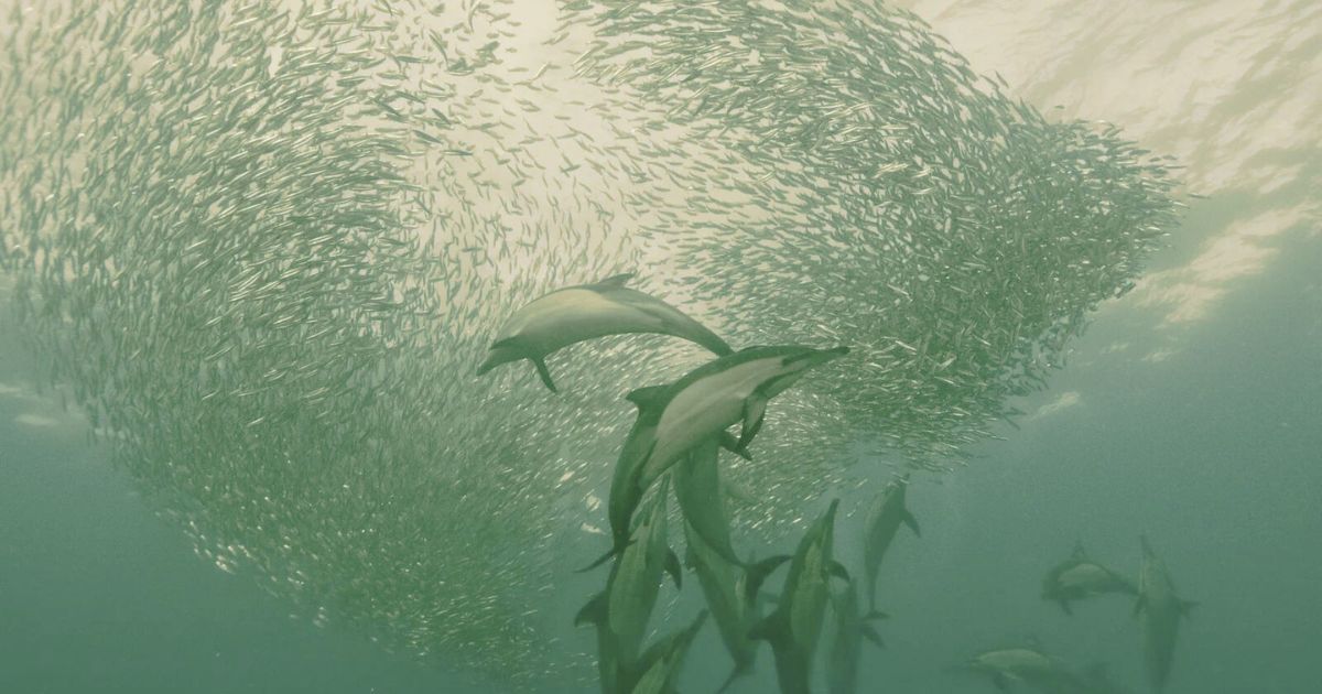 Do Dolphins Play With Their Food? The Peculiar Act! | DolphinXpert.com