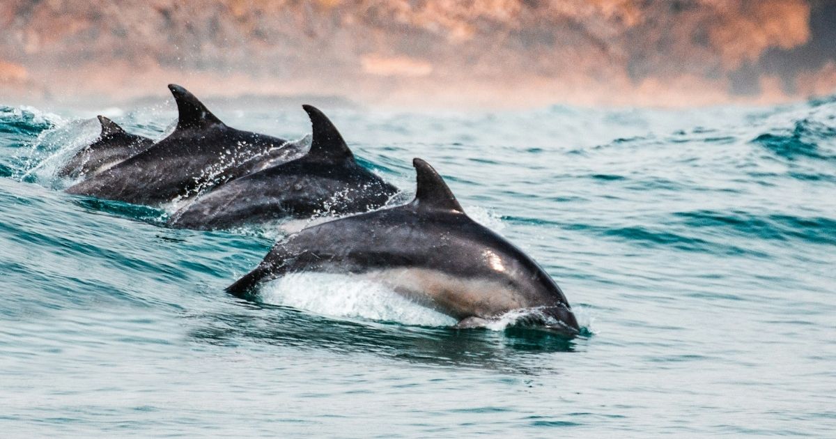 Are Dolphins Cold-Blooded? Dispelling The Myth! | DolphinXpert.com