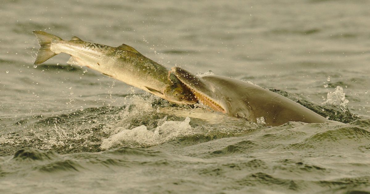 Do Dolphins Play With Their Food? The Peculiar Act! | DolphinXpert.com