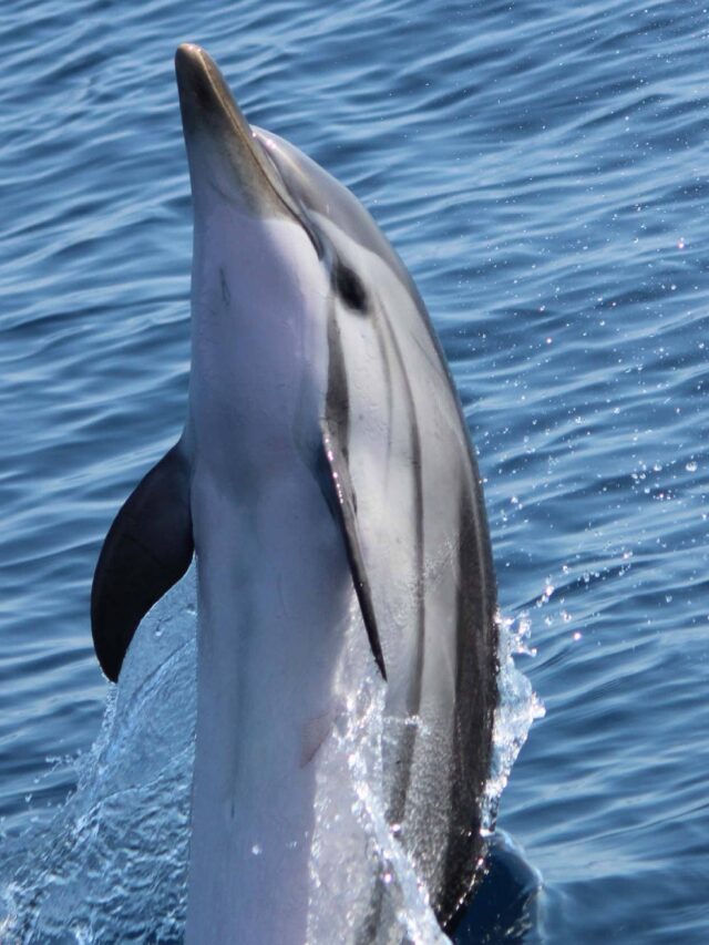 10 Differences Between A Dolphin And A Striped Dolphin | DolphinXpert.com