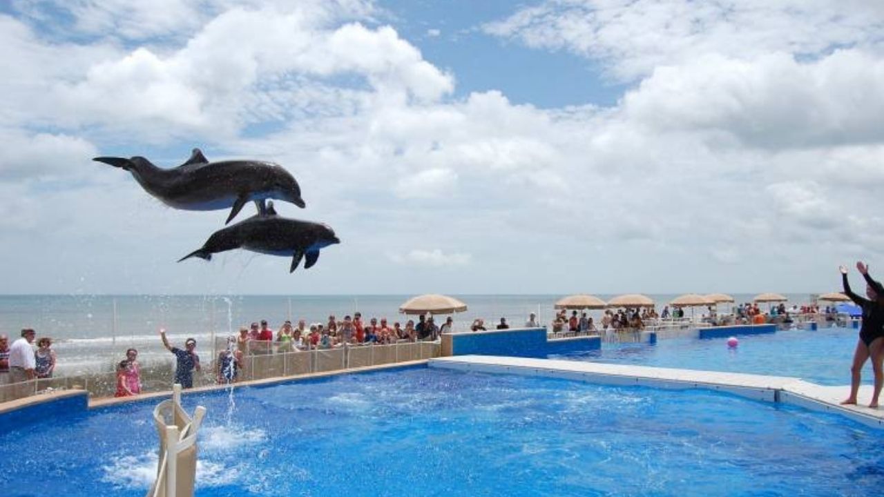 Where Can I Swim With Dolphins In The US? Top 15 Places! | DolphinXpert.com